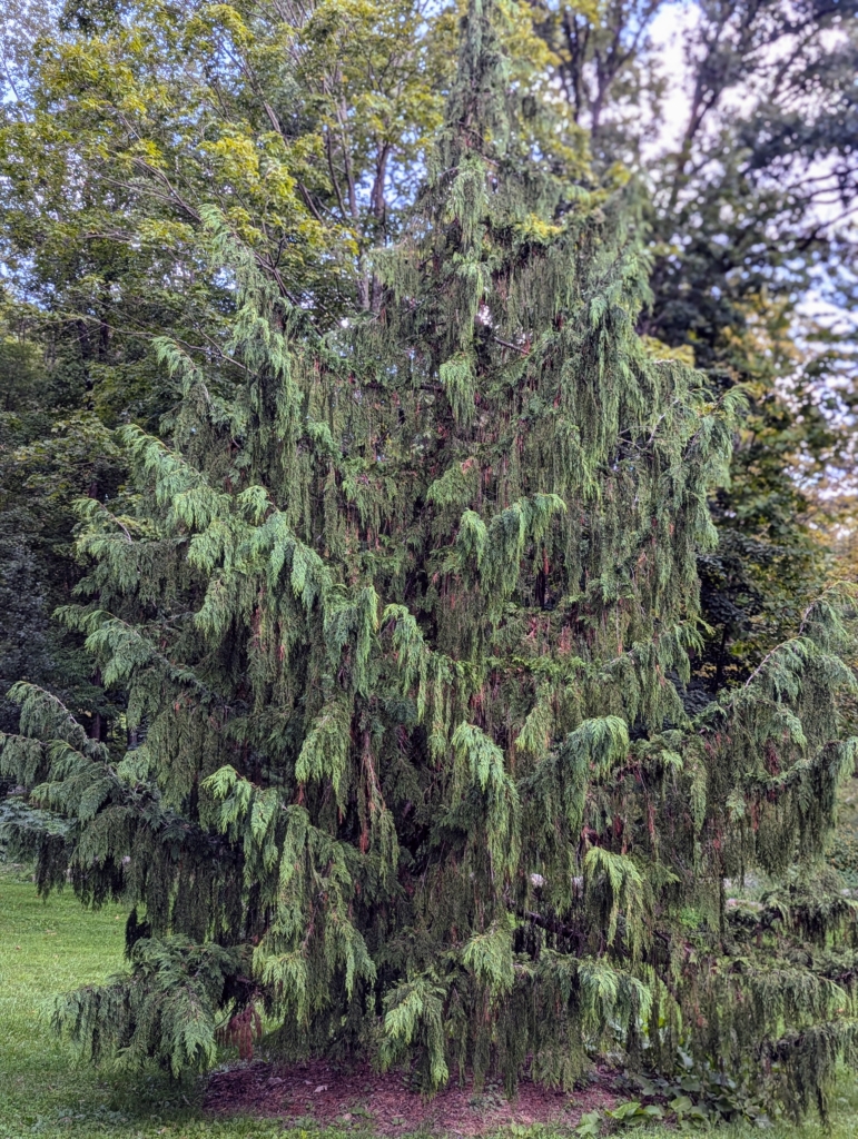 Visiting My Pinetum - The Martha Stewart Blog