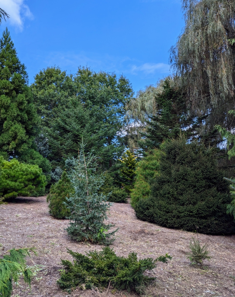 Visiting My Pinetum - The Martha Stewart Blog