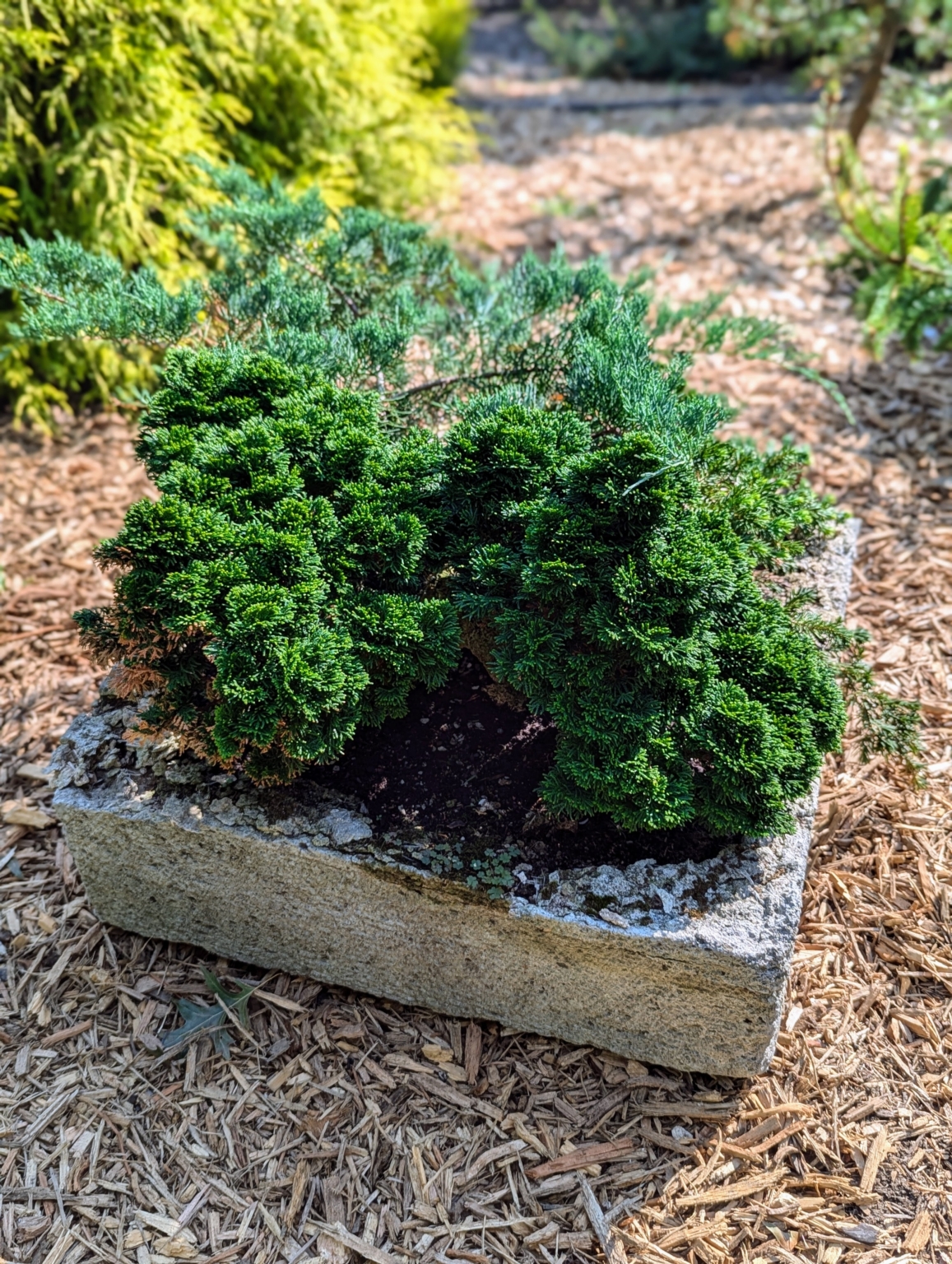 Planting Evergreens in My Pinetum - The Martha Stewart Blog