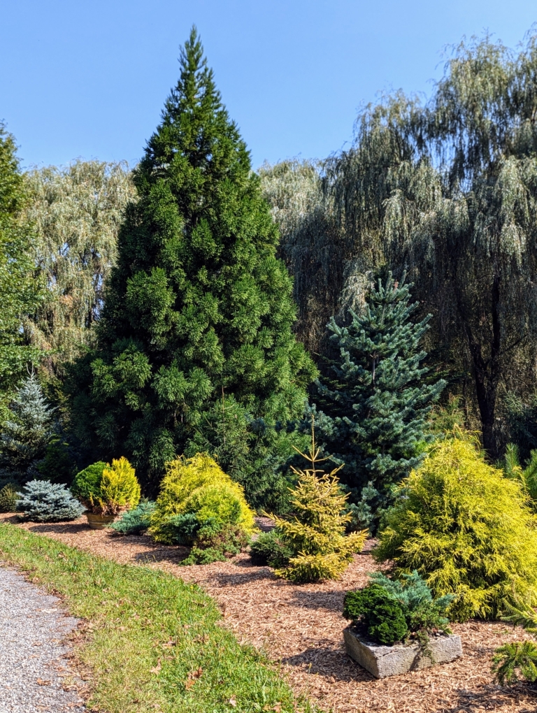 Planting Evergreens in My Pinetum - The Martha Stewart Blog