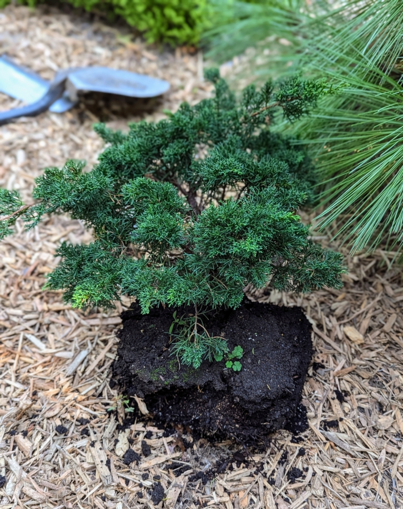 Planting Evergreens in My Pinetum - The Martha Stewart Blog