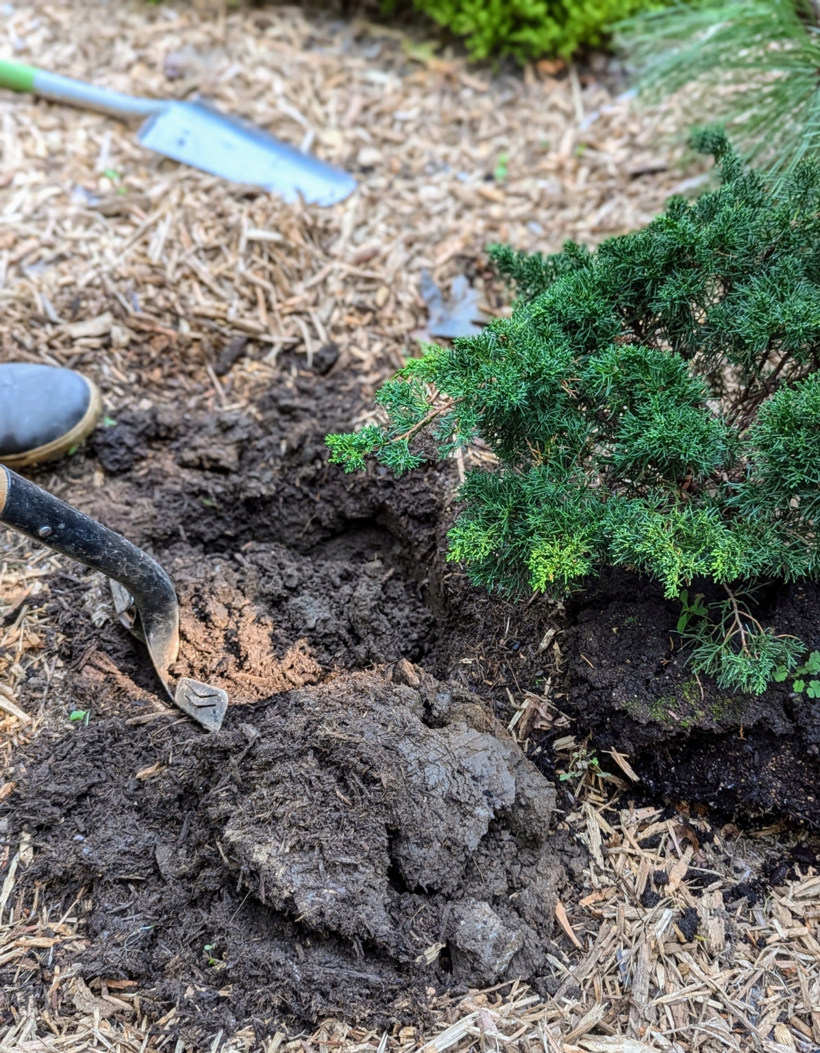 Planting Evergreens in My Pinetum - The Martha Stewart Blog