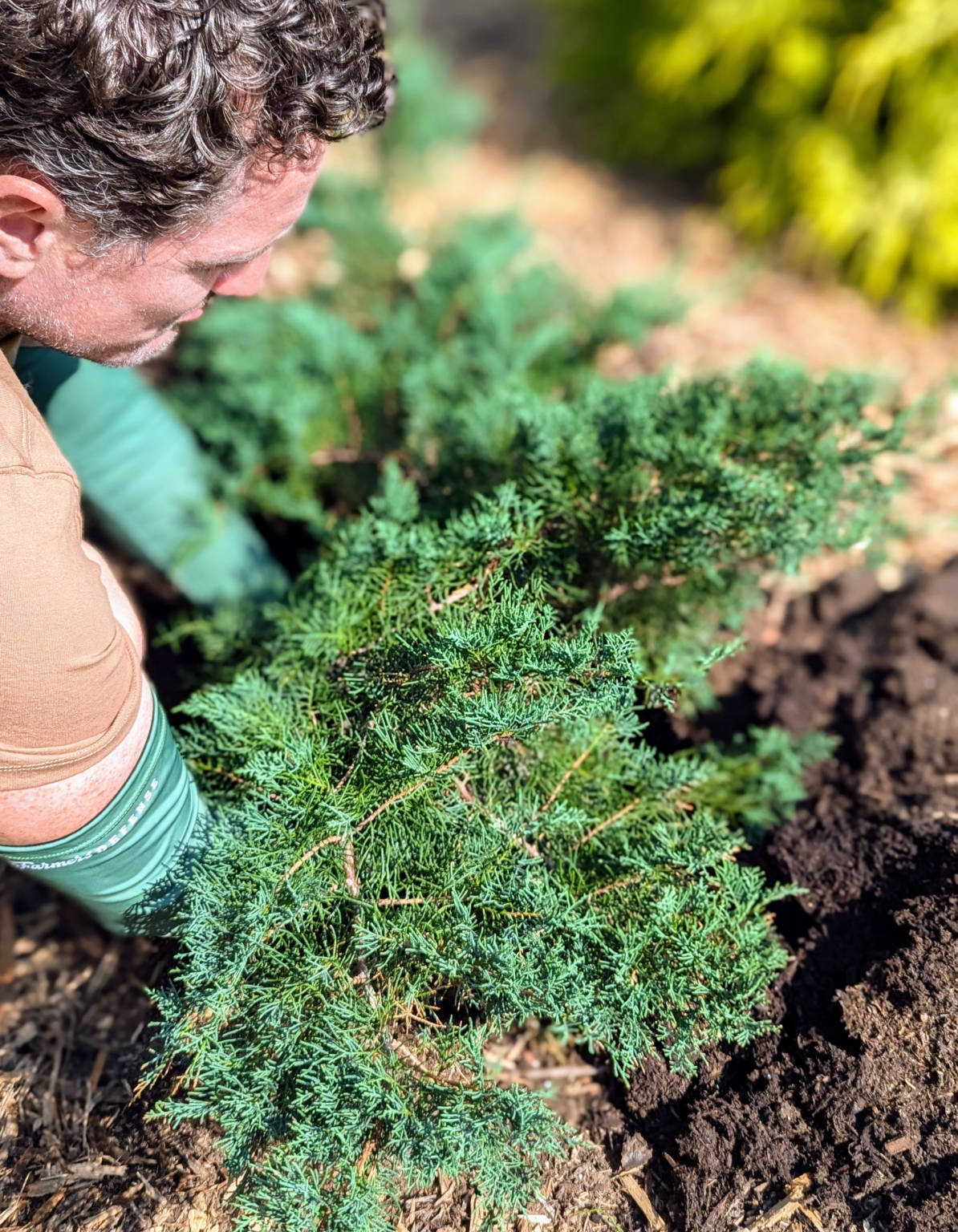 Planting Evergreens in My Pinetum - The Martha Stewart Blog