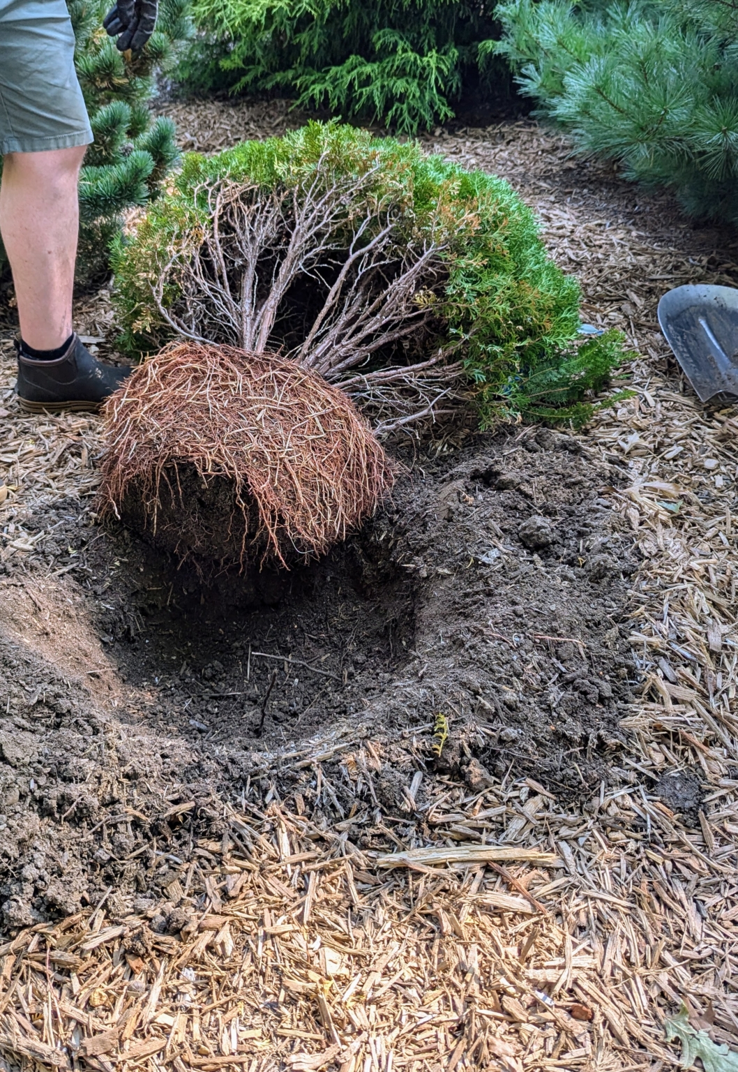 Planting Evergreens in My Pinetum - The Martha Stewart Blog
