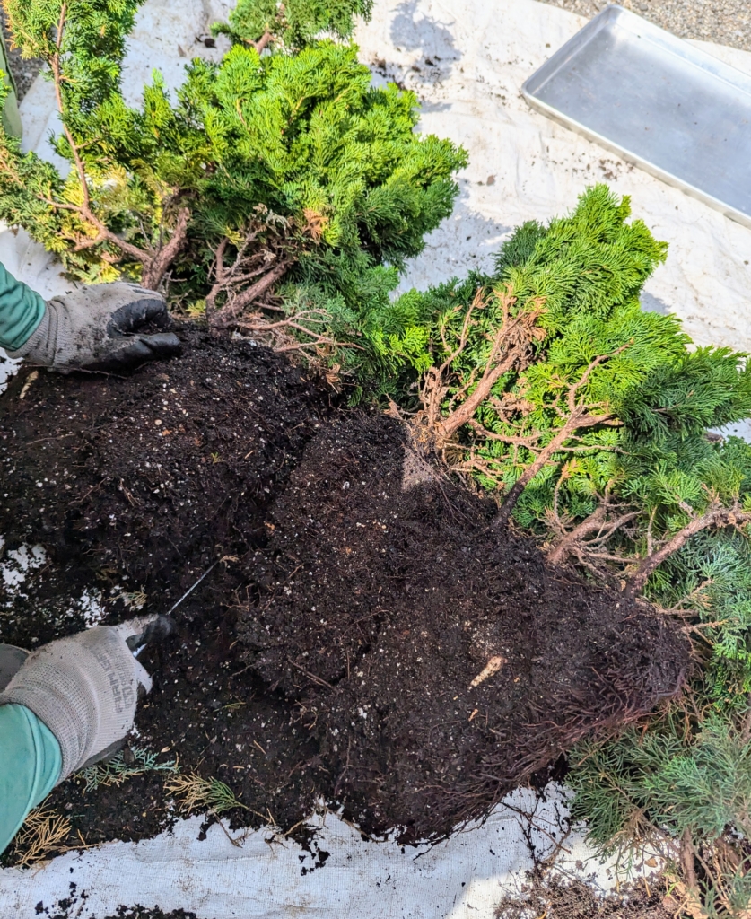 The Martha Stewart Blog : Blog Archive Repotting Evergreens - The ...