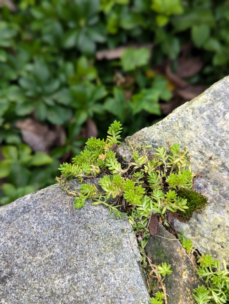 The Martha Stewart Blog : Blog Archive Planting Sedum in My Stone Wall ...