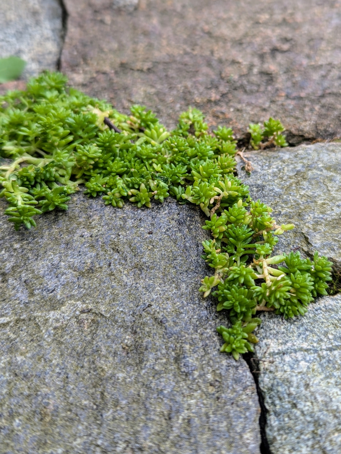 The Martha Stewart Blog : Blog Archive Planting Sedum in My Stone Wall ...