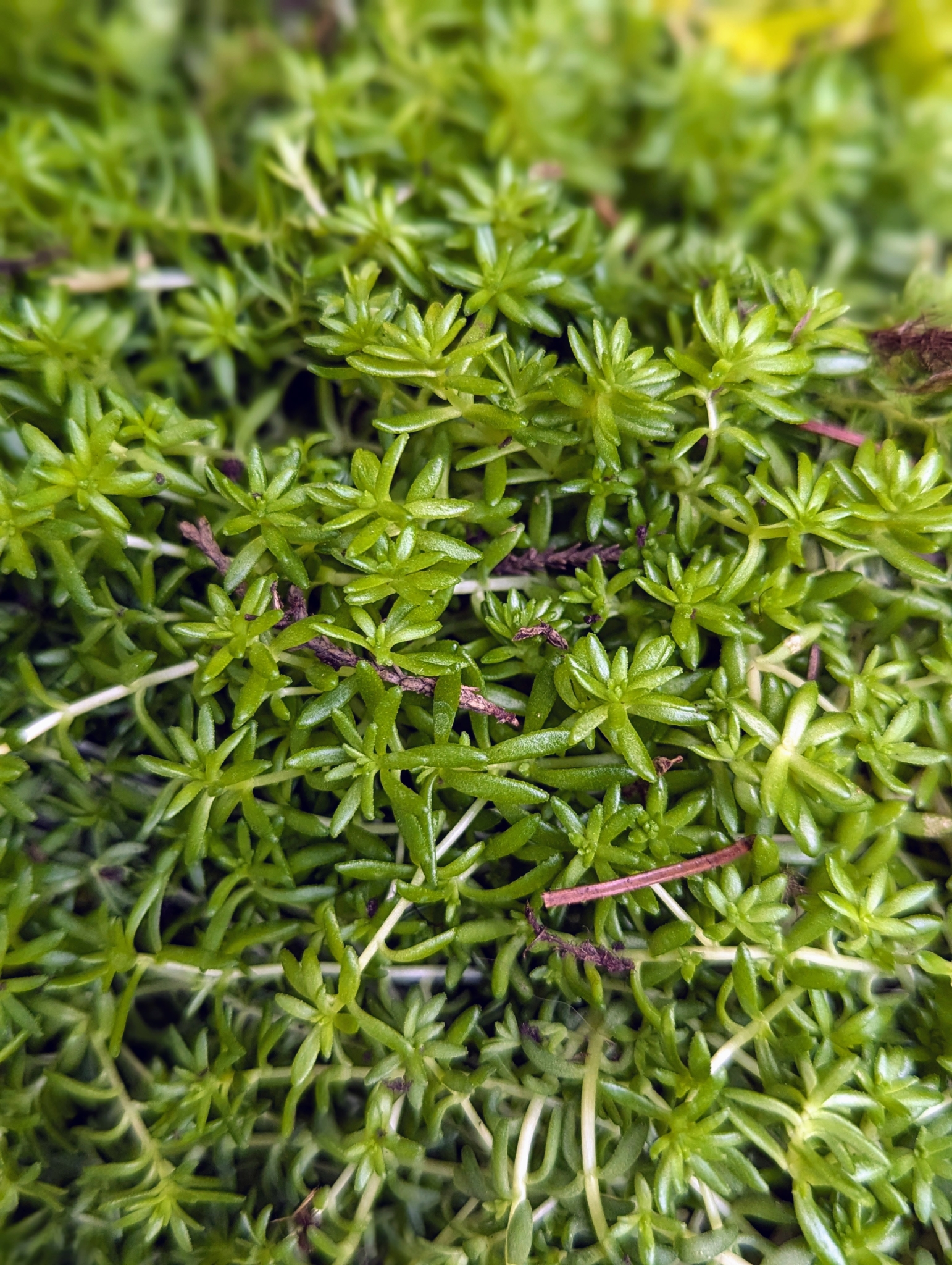 Planting Sedum in My Stone Wall - The Martha Stewart Blog