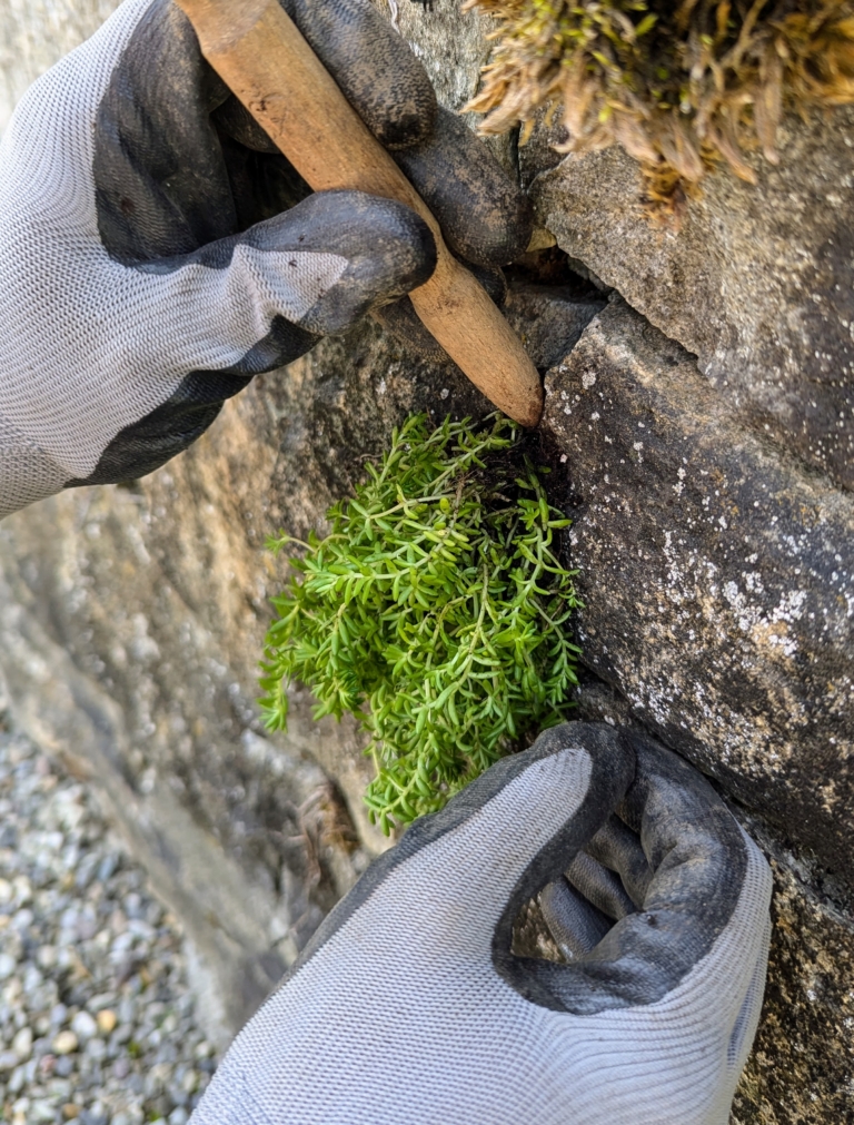 Planting Sedum in My Stone Wall - The Martha Stewart Blog