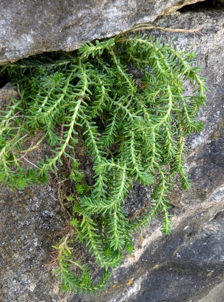 Planting Sedum in My Stone Wall - The Martha Stewart Blog