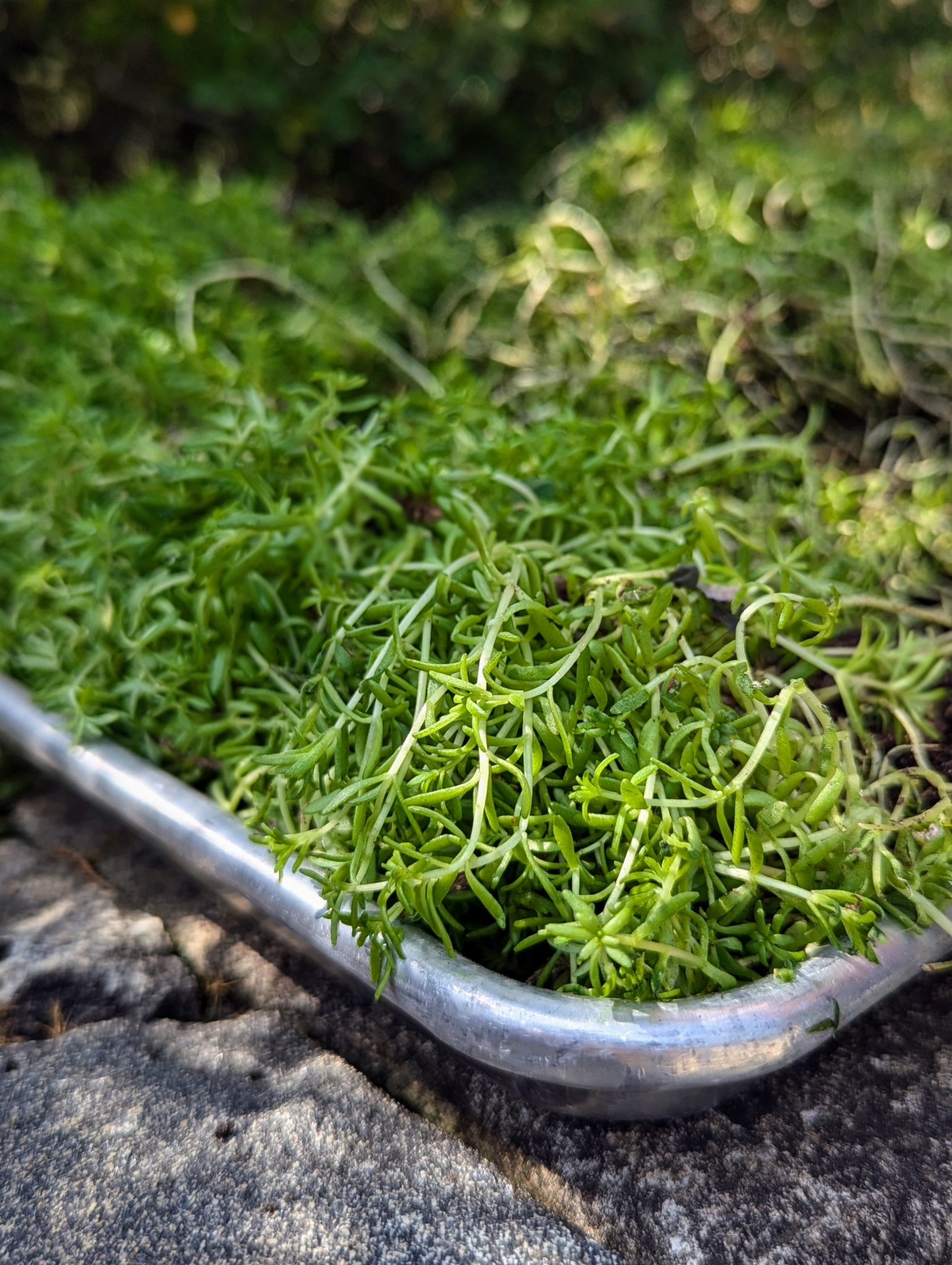 Planting Sedum in My Stone Wall - The Martha Stewart Blog