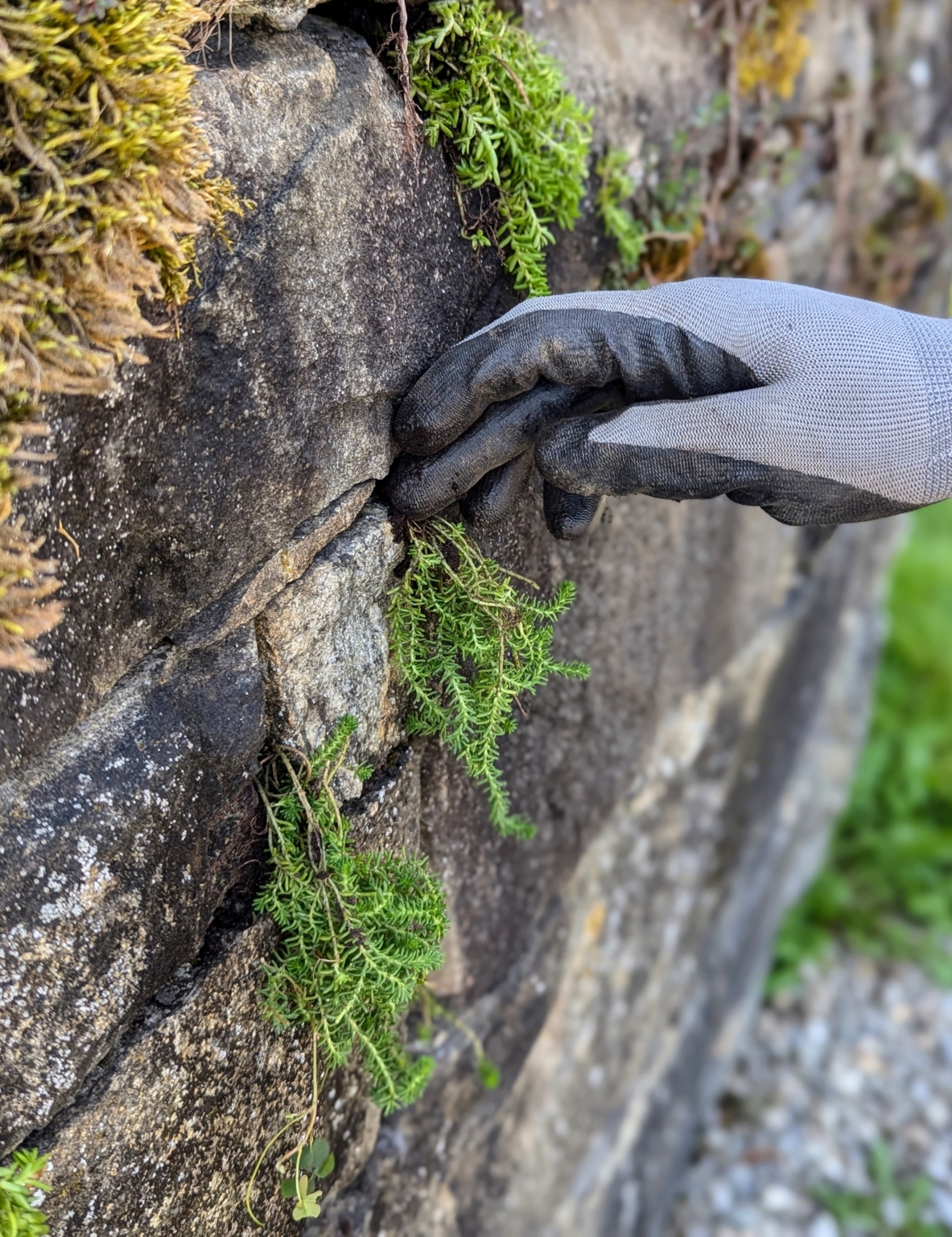 Planting Sedum in My Stone Wall - The Martha Stewart Blog