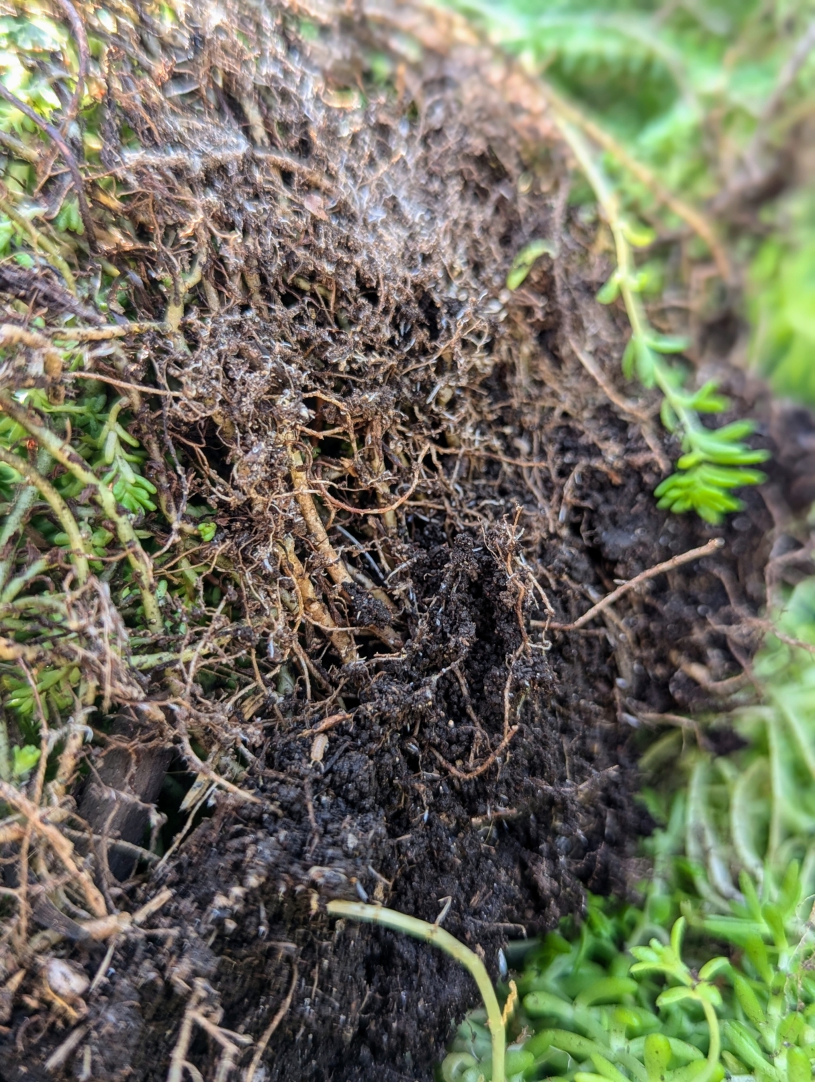 The Martha Stewart Blog : Blog Archive Planting Sedum in My Stone Wall ...