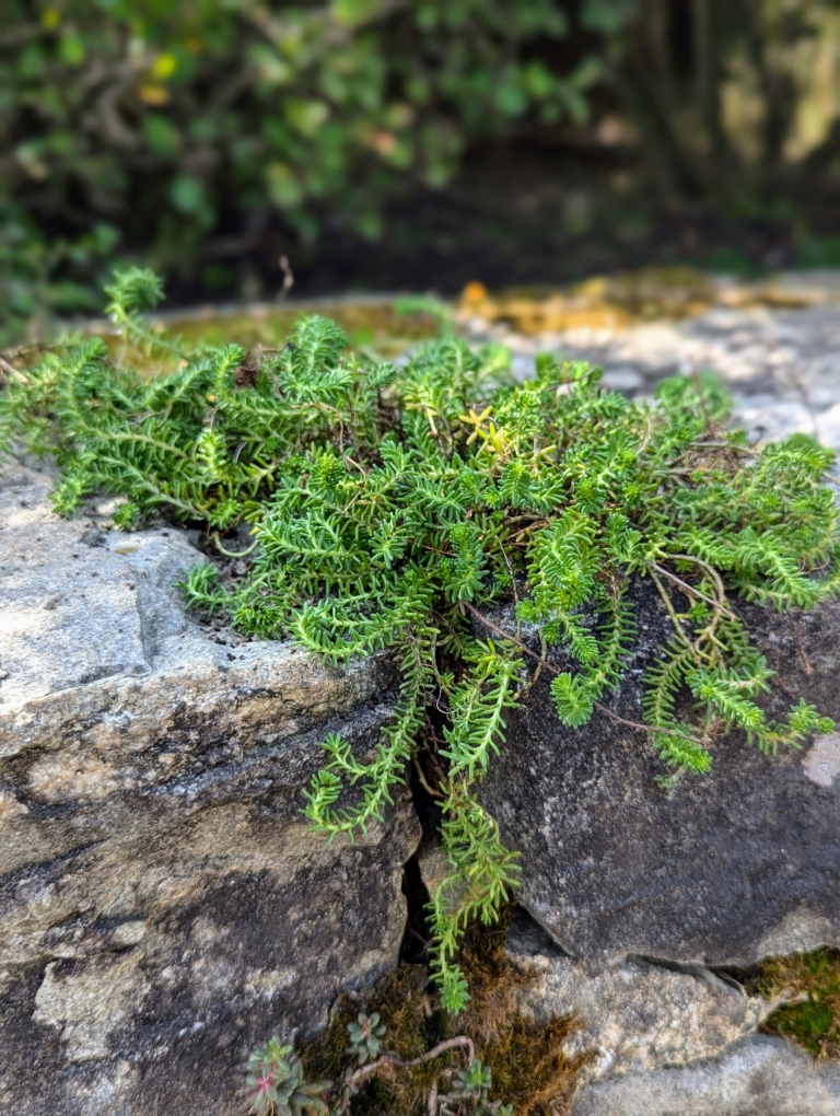 Planting Sedum in My Stone Wall - The Martha Stewart Blog