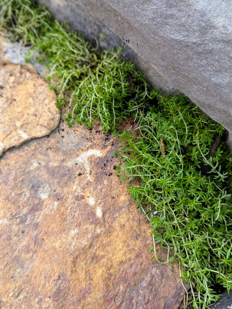 Planting Sedum in My Stone Wall - The Martha Stewart Blog