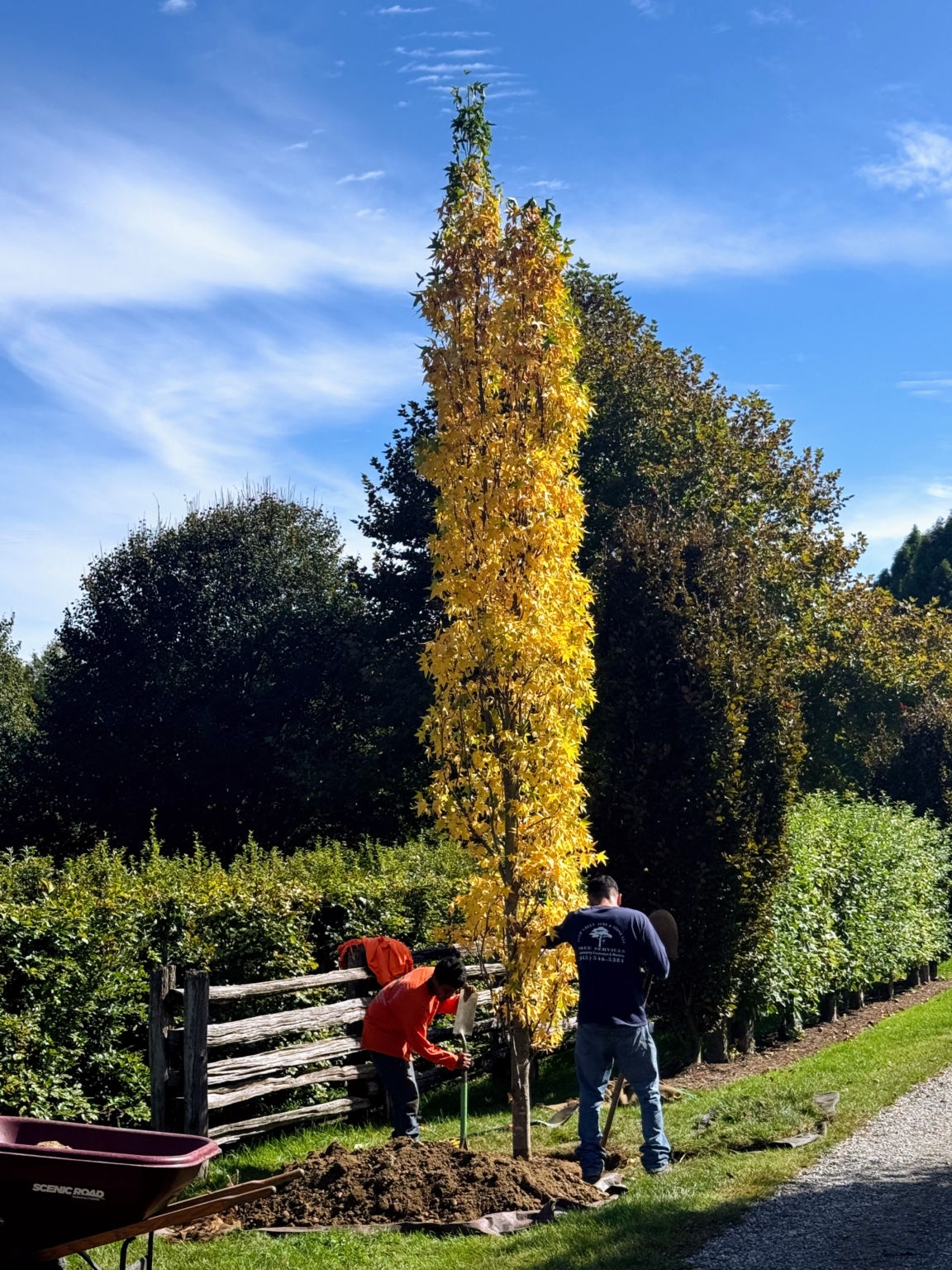 Planting American Sweetgum 'Slender Silhouette' Trees - The Martha ...