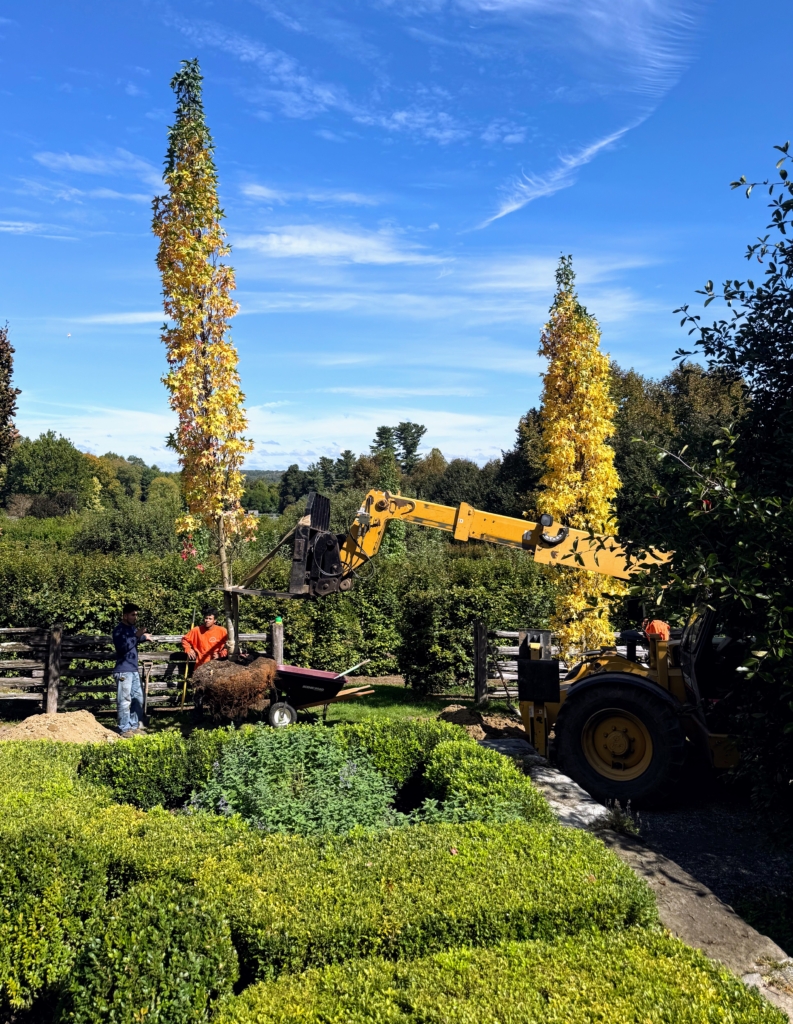 Planting American Sweetgum 'Slender Silhouette' Trees - The Martha ...