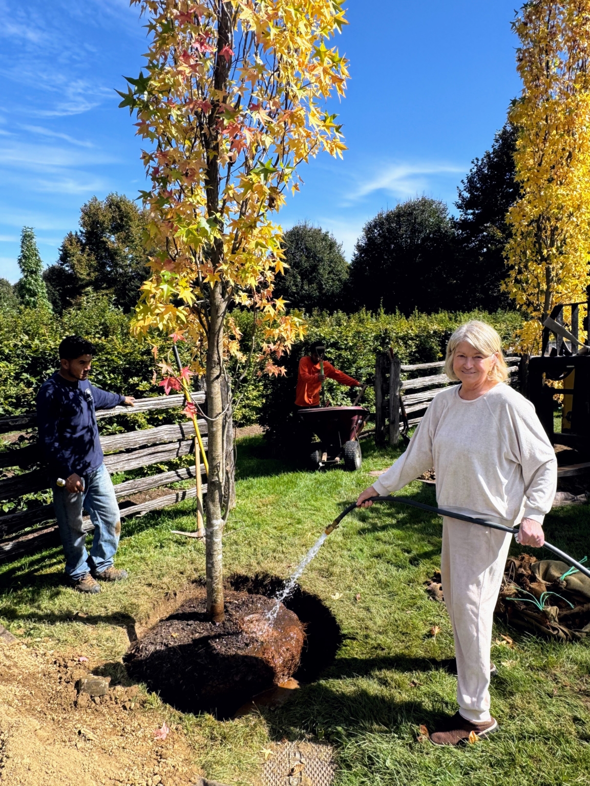 Planting American Sweetgum 'Slender Silhouette' Trees - The Martha ...