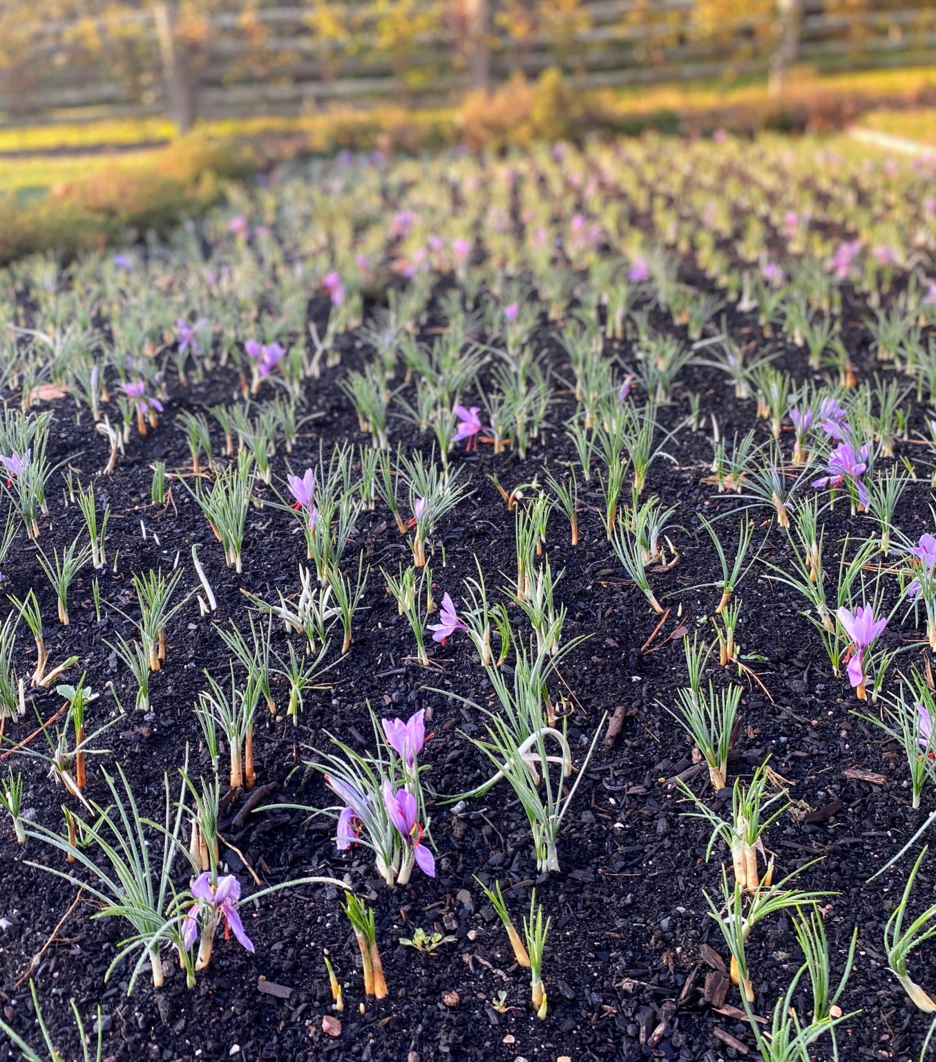 Growing Saffron - The Martha Stewart Blog