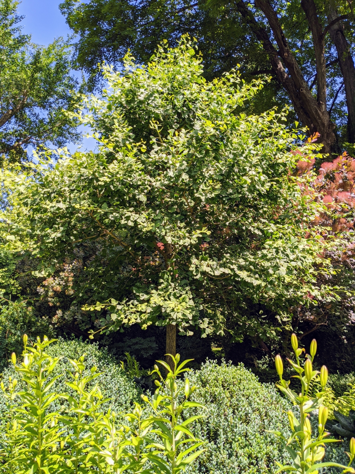 Potting Ginkgo Seedlings - The Martha Stewart Blog