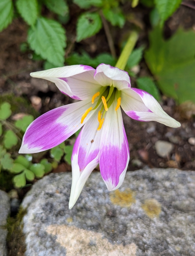My Fall Blooming Colchicum - The Martha Stewart Blog