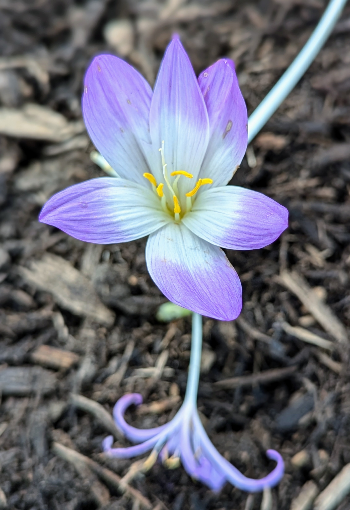 My Fall Blooming Colchicum - The Martha Stewart Blog