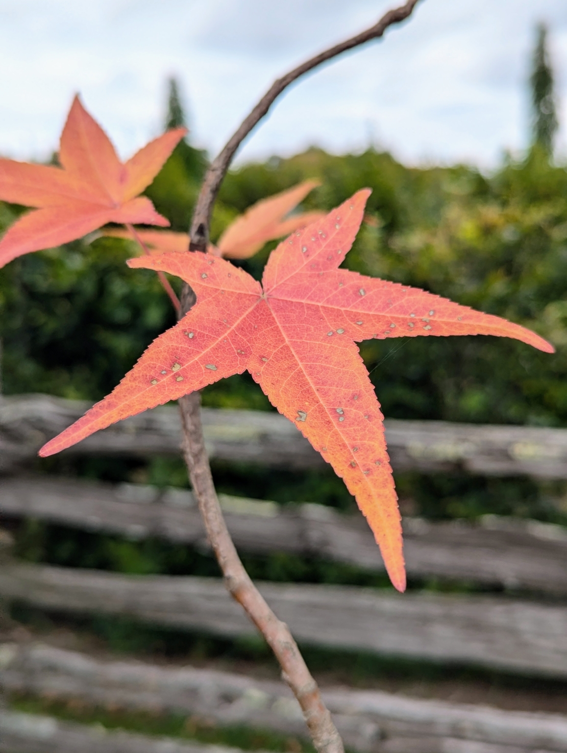 The Martha Stewart Blog : Blog Archive Planting American Sweetgum ...