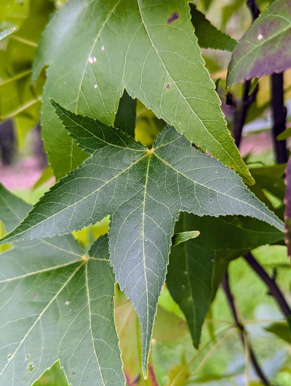 Planting American Sweetgum 'Slender Silhouette' Trees - The Martha ...