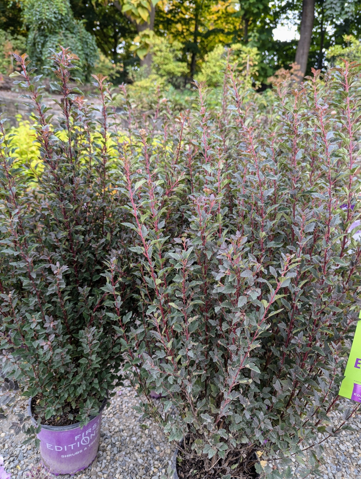 Plants from First Editions - The Martha Stewart Blog