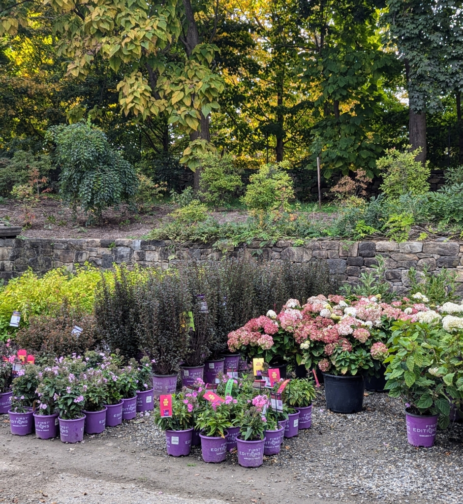 Plants from First Editions - The Martha Stewart Blog