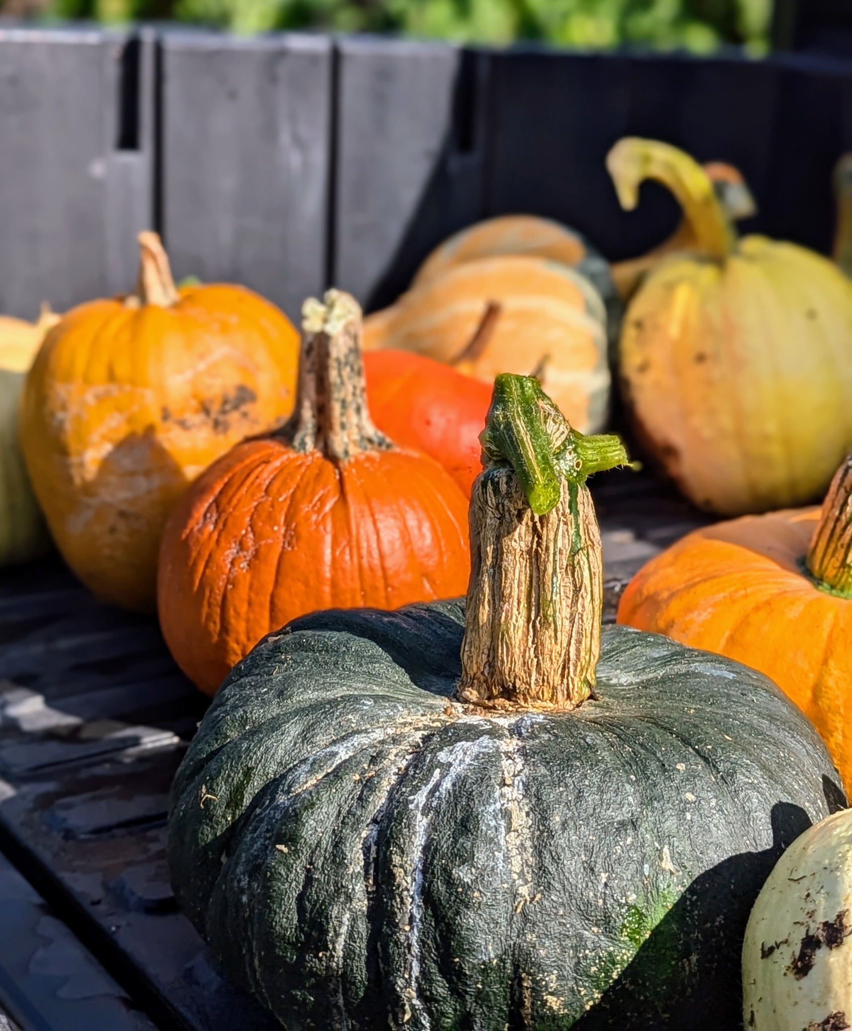 Picking Pumpkins, Gourds, and Squash - The Martha Stewart Blog