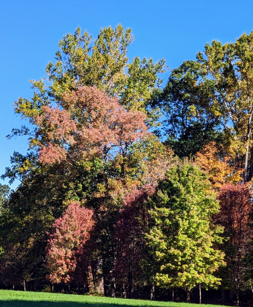 Early Autumn Colors at My Farm - The Martha Stewart Blog