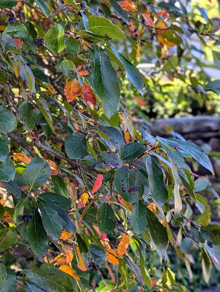 Early Autumn Colors at My Farm - The Martha Stewart Blog