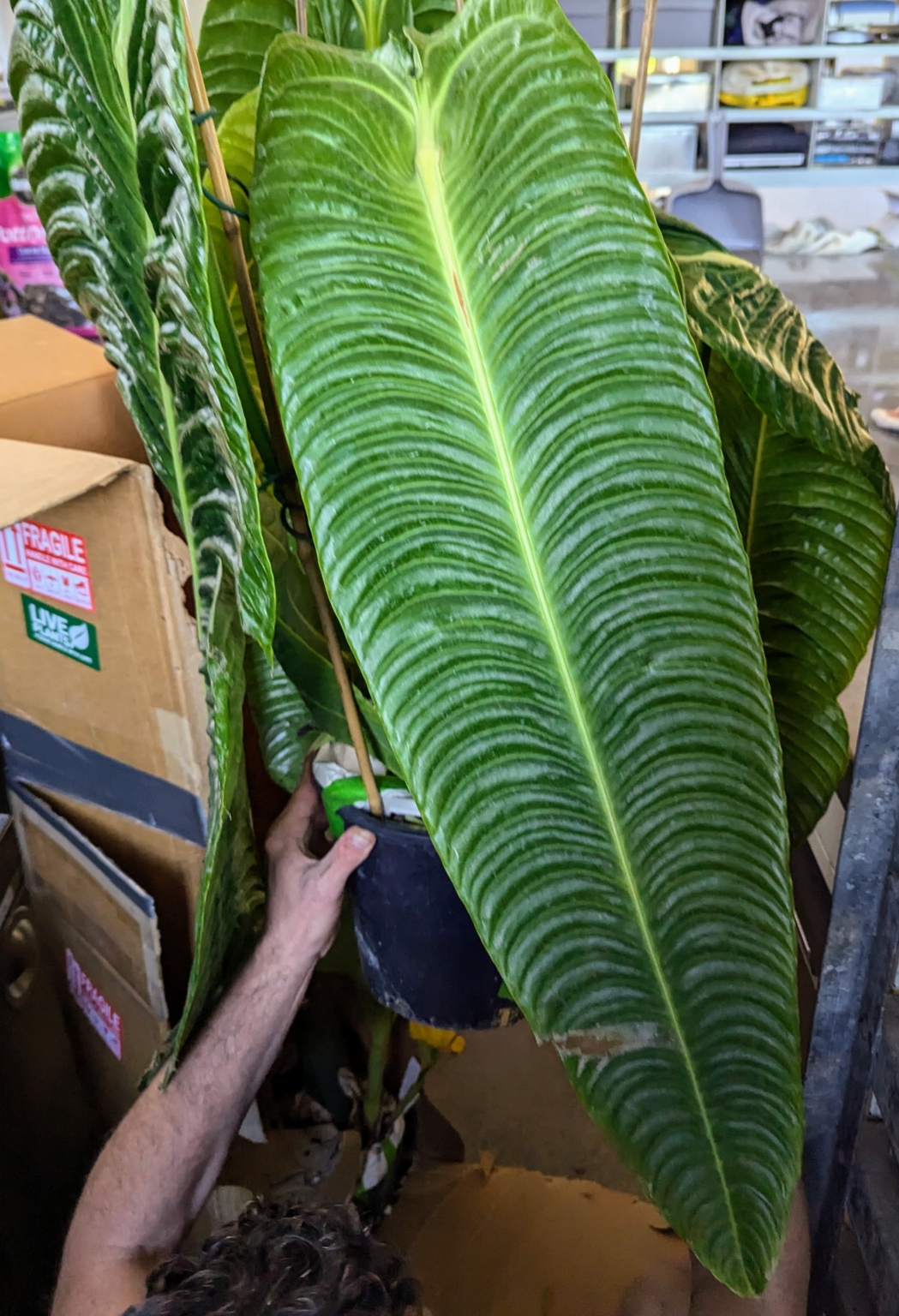 Plants from the Amazon Horticulture Plant Collection - The Martha ...