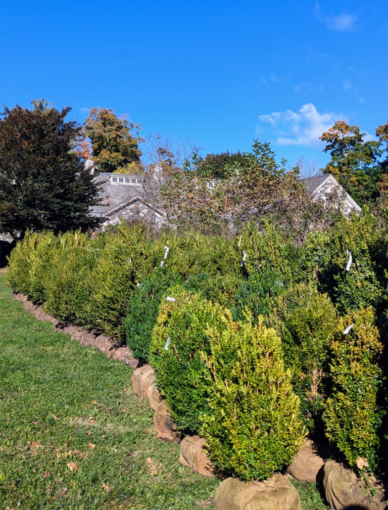 The Martha Stewart Blog : Blog Archive Planting a Row of Boxwood - The ...