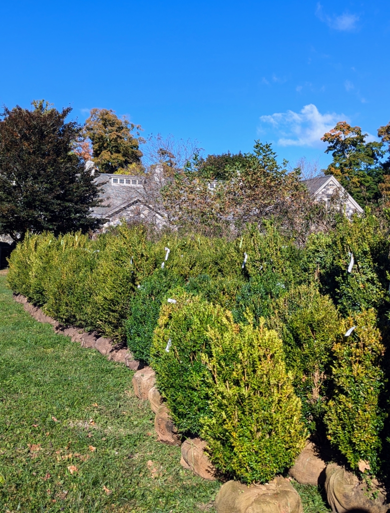 Planting a Row of Boxwood - The Martha Stewart Blog