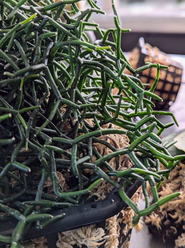 Plants from the Amazon Horticulture Plant Collection - The Martha ...