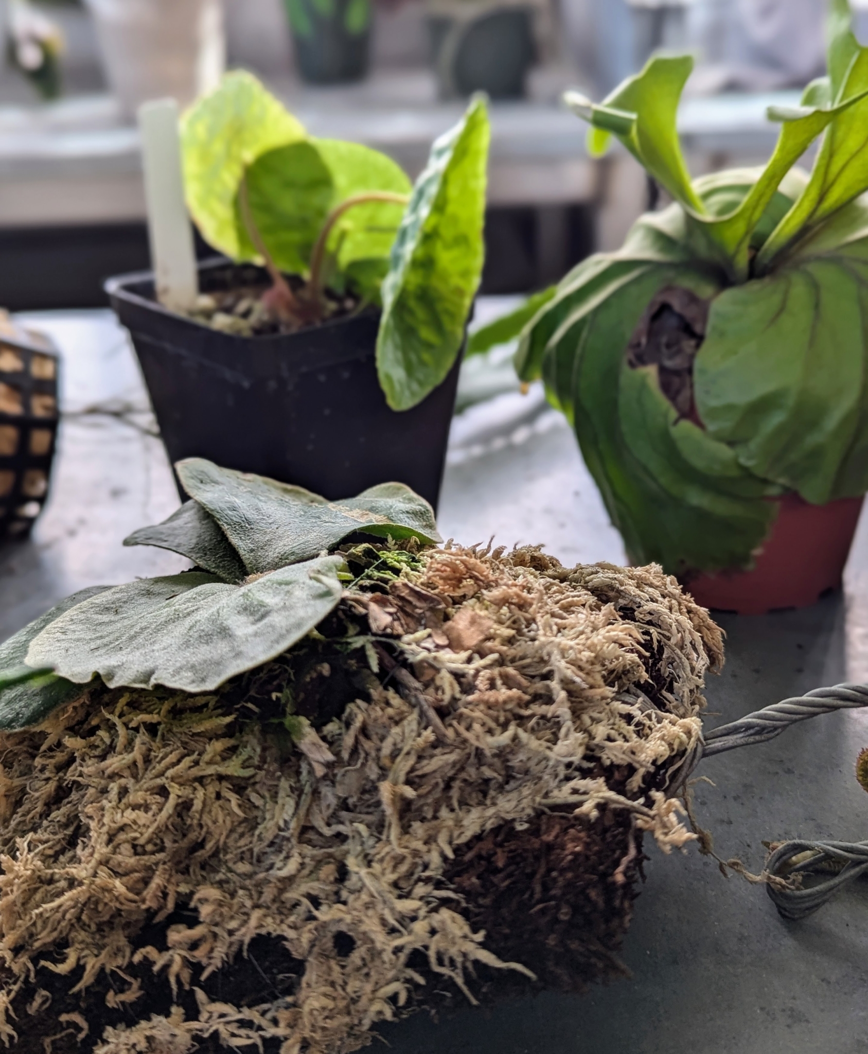 Plants from the Amazon Horticulture Plant Collection - The Martha ...