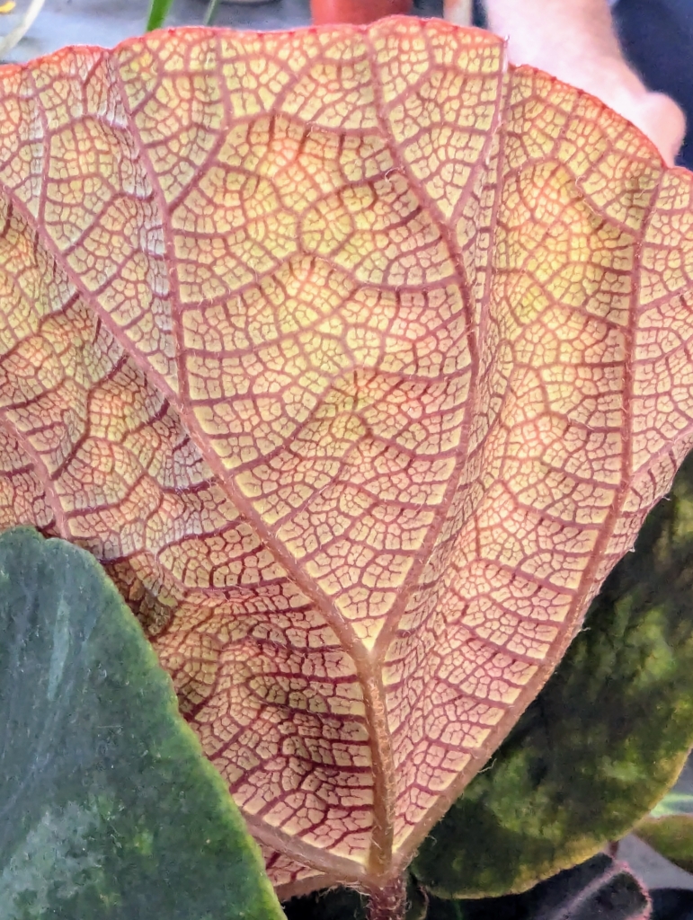 Plants from the Amazon Horticulture Plant Collection - The Martha ...