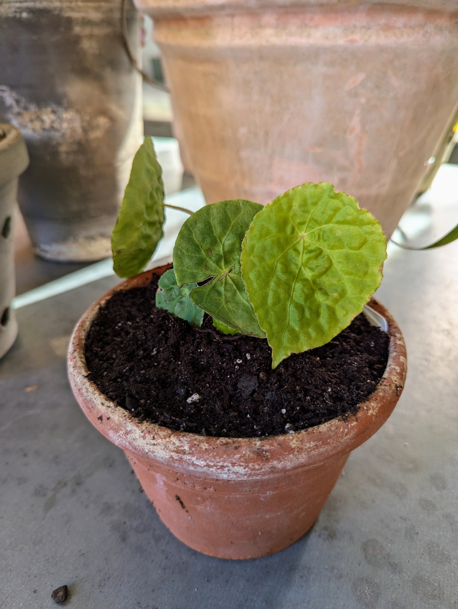 Potting Plants from the Amazon Horticulture Plant Collection - The ...