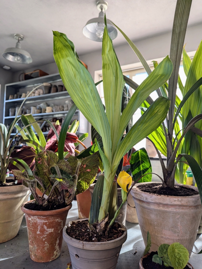 The Martha Stewart Blog : Blog Archive Potting Plants from the Amazon ...