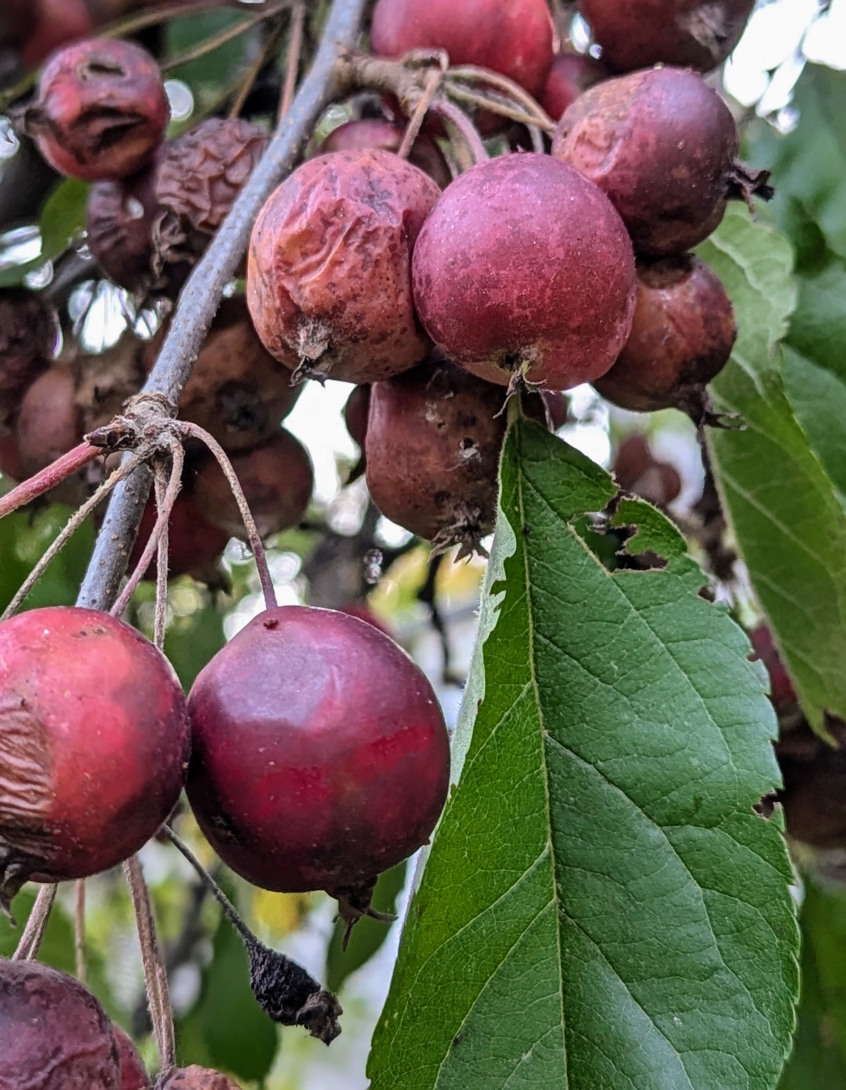 The Martha Stewart Blog : Blog Archive Fruits of My Farm - The Martha ...