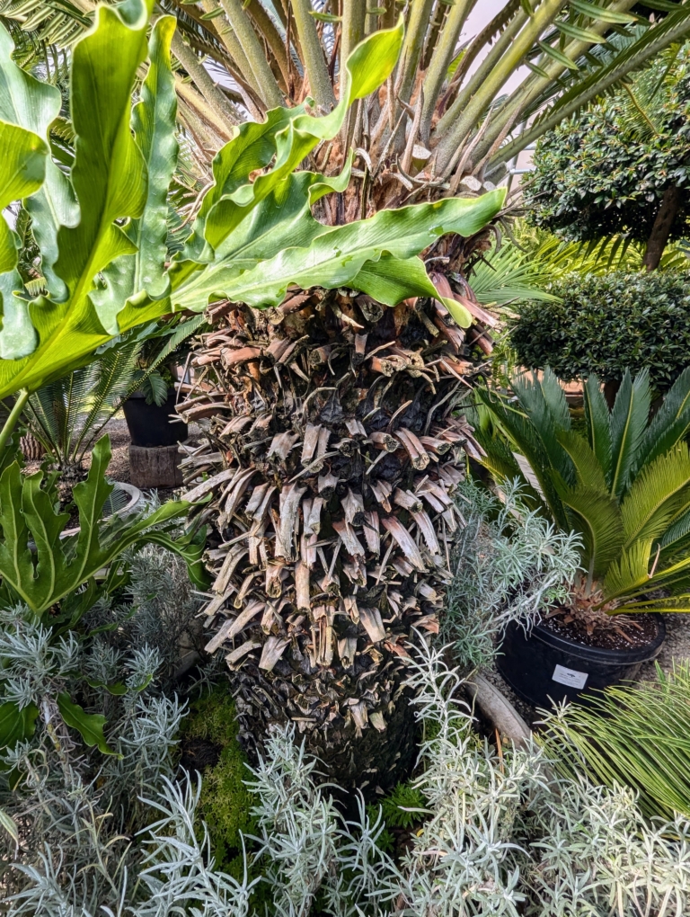 Moving Tropical Container Plants Indoors - The Martha Stewart Blog