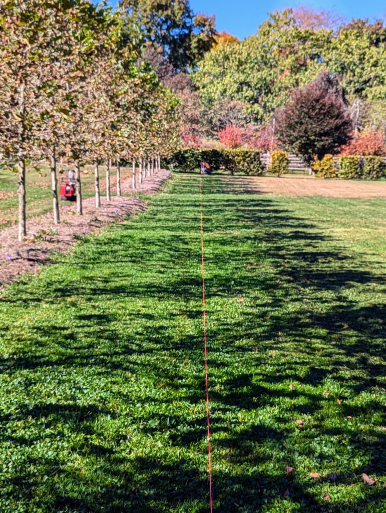 Planting a Row of Boxwood - The Martha Stewart Blog