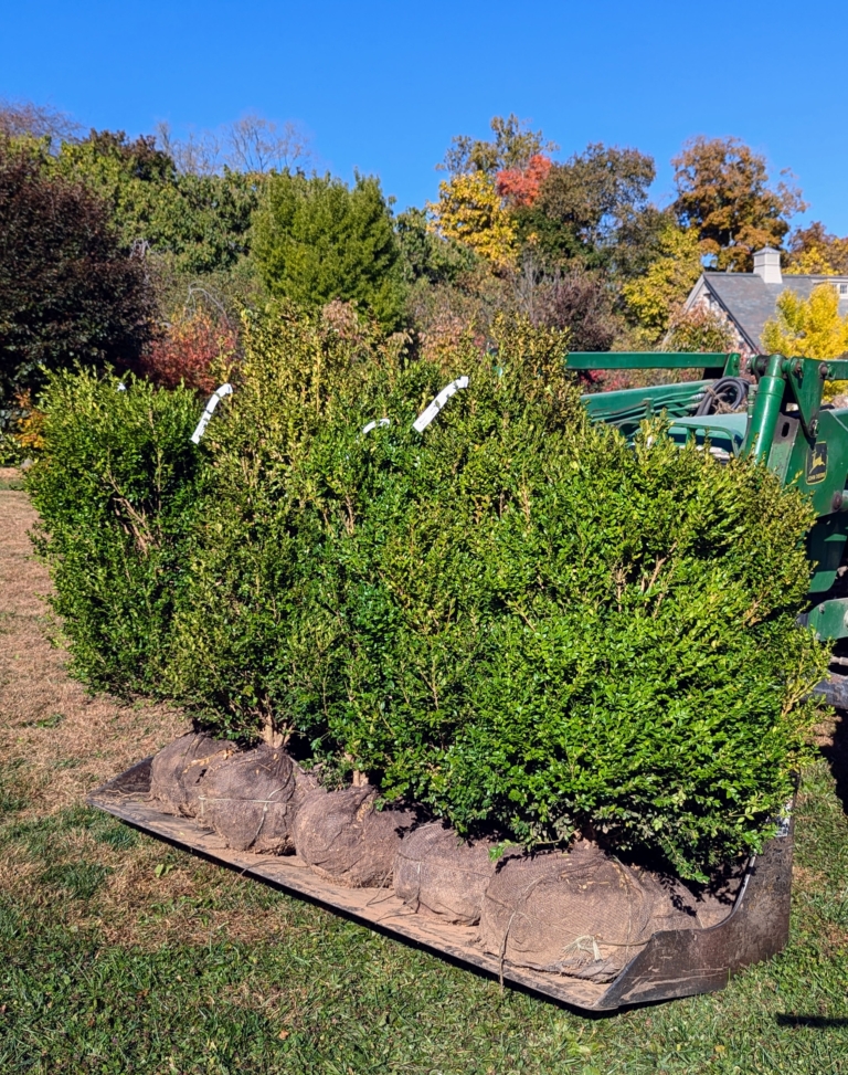Planting a Row of Boxwood - The Martha Stewart Blog