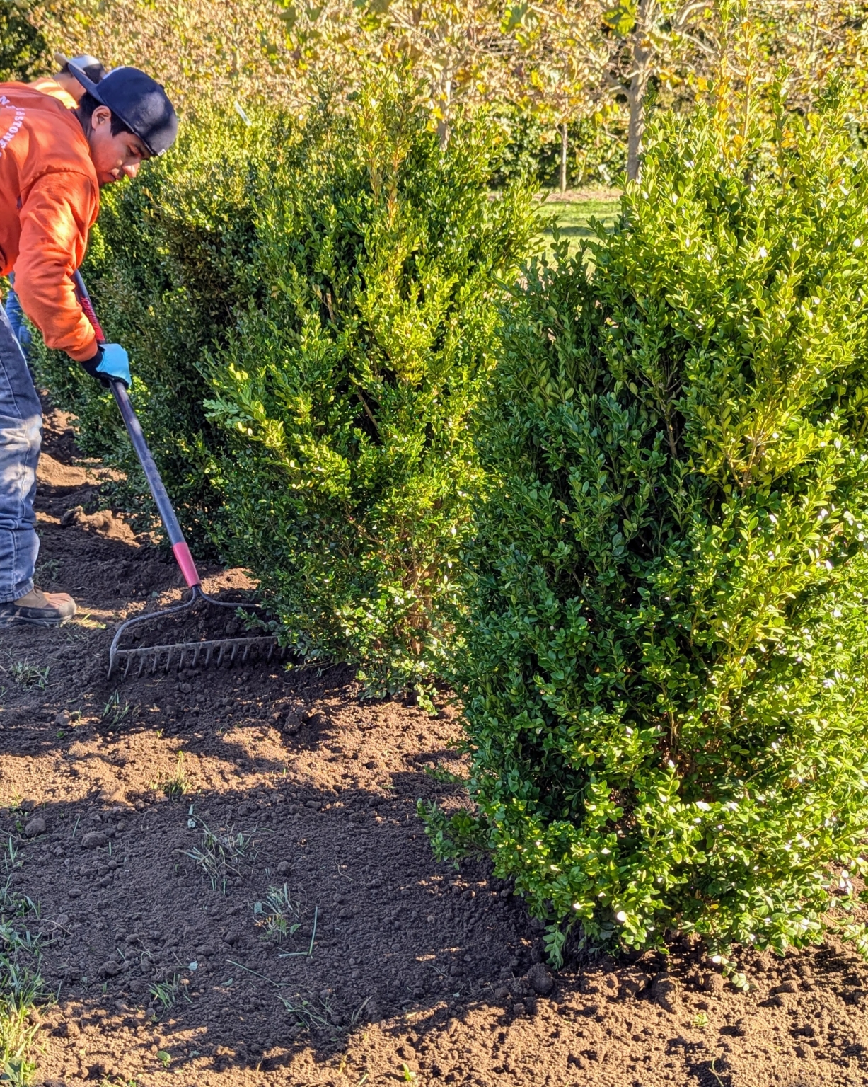 Planting a Row of Boxwood - The Martha Stewart Blog