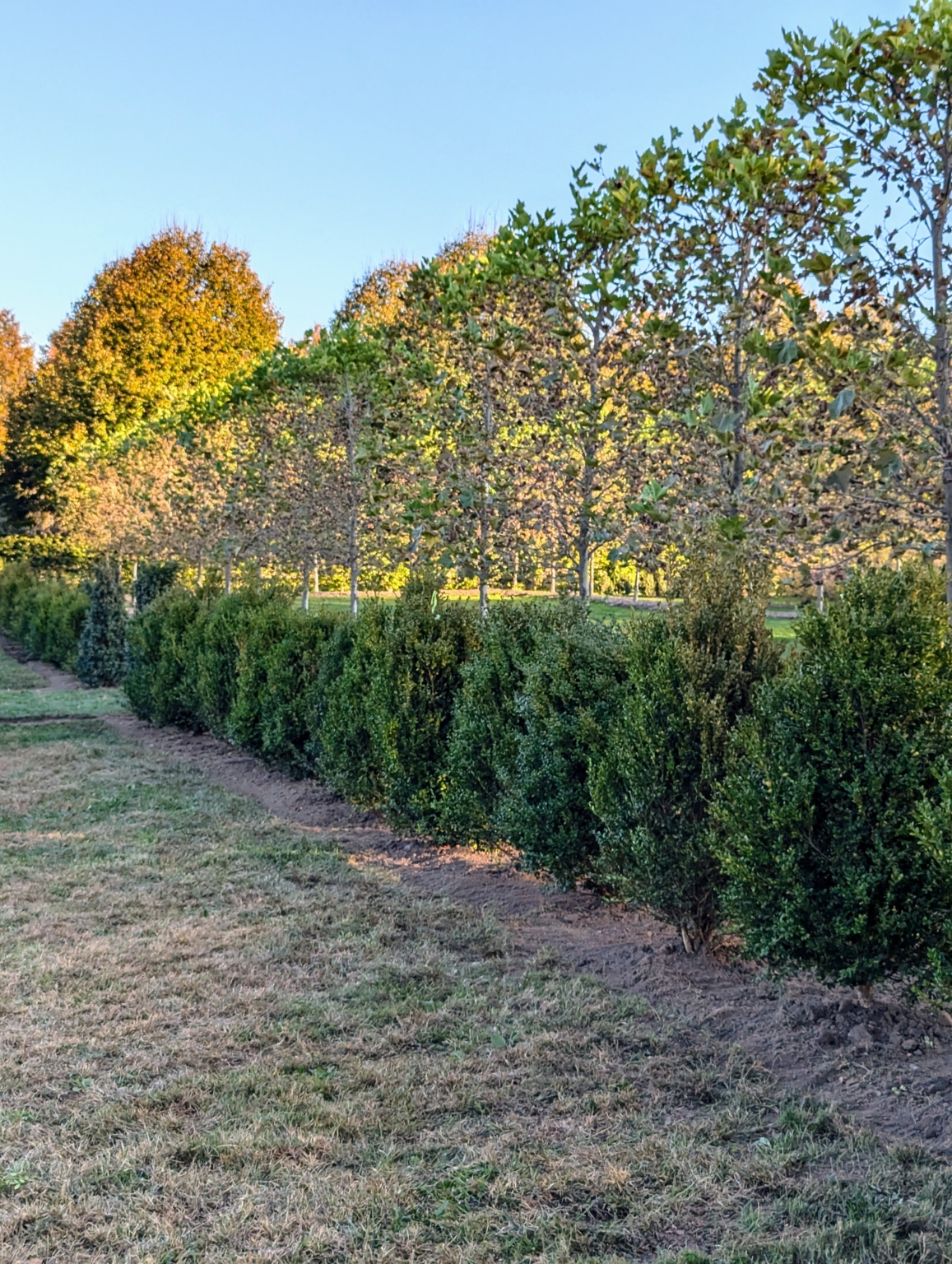 Planting a Row of Boxwood - The Martha Stewart Blog