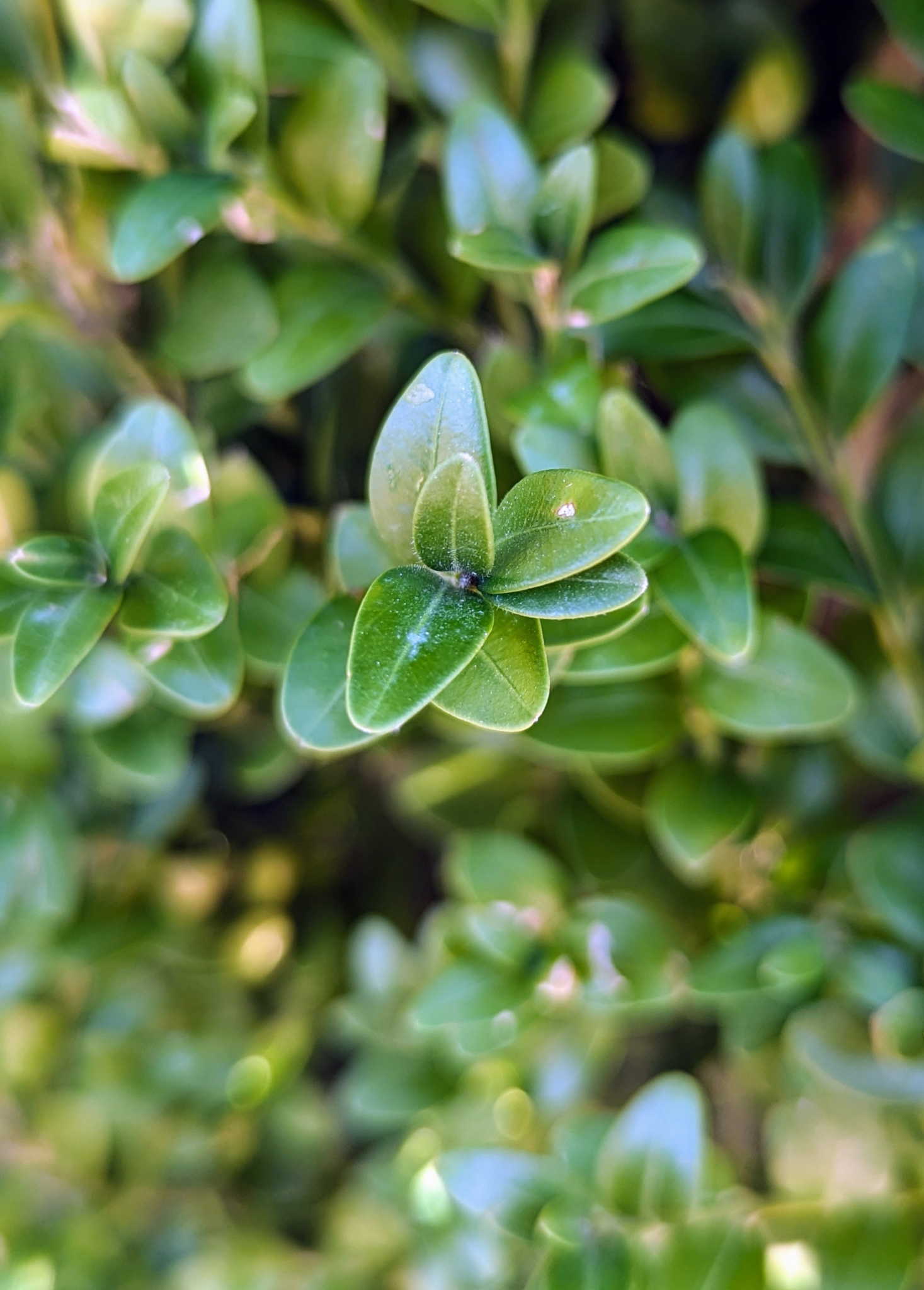 Planting More Boxwood in My Maze - The Martha Stewart Blog