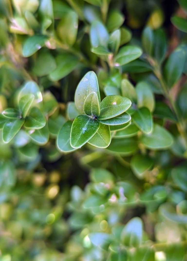 Planting More Boxwood in My Maze - The Martha Stewart Blog