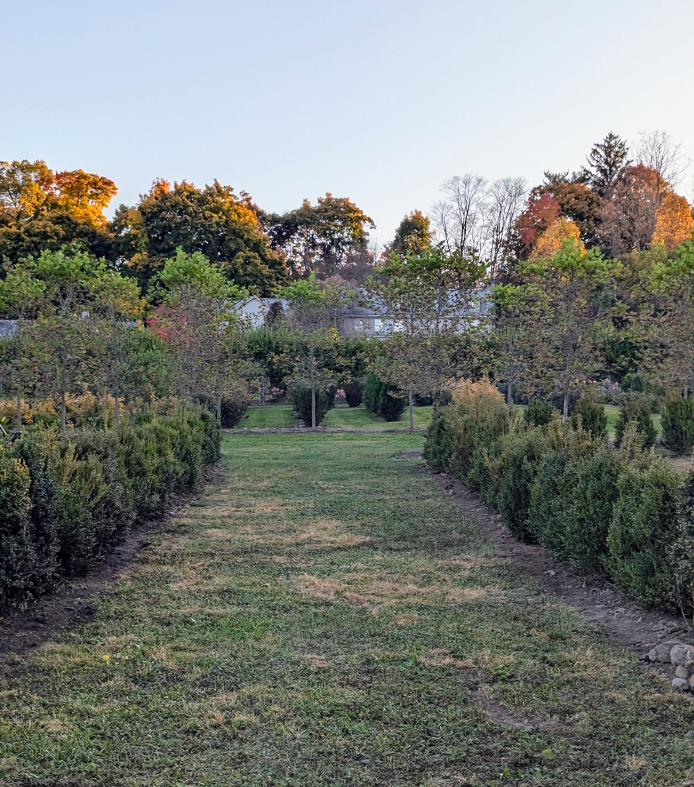 Planting More Boxwood in My Maze - The Martha Stewart Blog